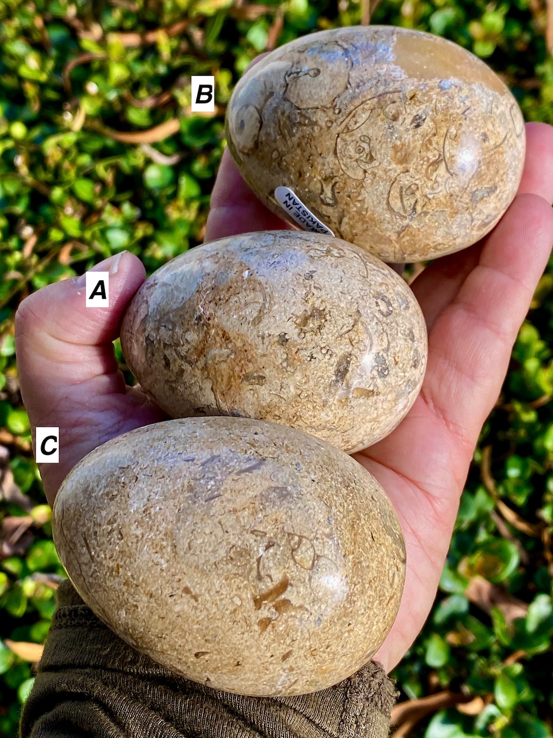 L Fossil Ammonite Jasper Eggs With Fossils,ammonite Fossilized Stone ...