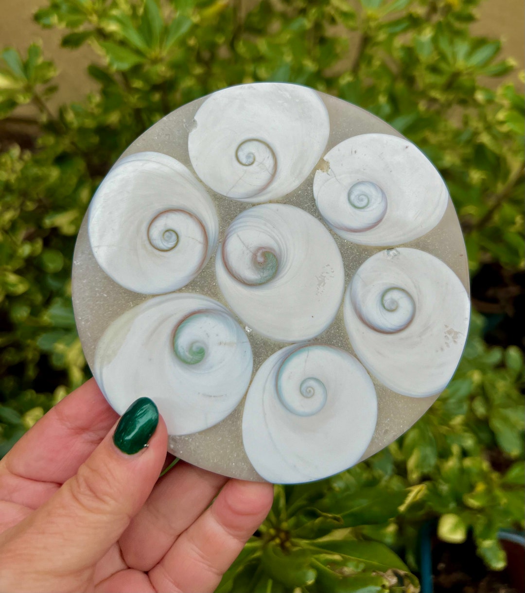 XL Shiva Shell Coasters: Pacific Cat's Eye, Reiki Healing - Etsy