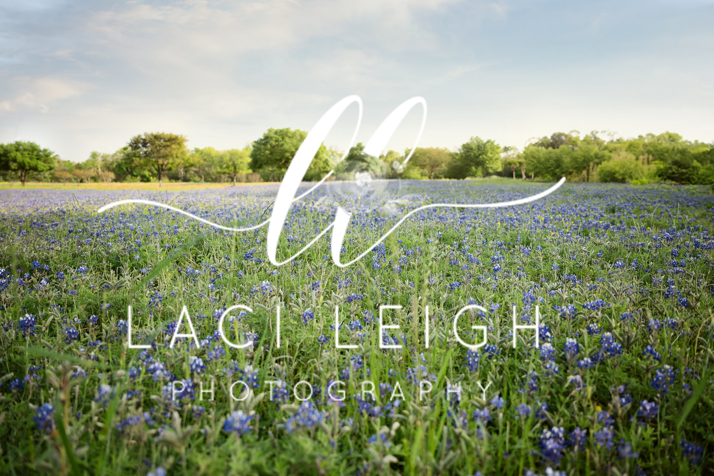 Wildflower, Bluebonnet, Spring Backdrop, Summer Digital Backdrop ...