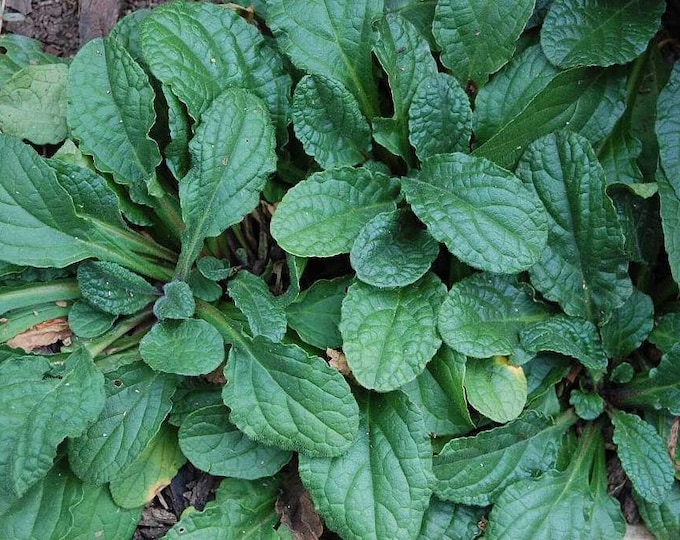 20 Plants - Green Ajuga Plants Bare Root Live Bugleweed Perennial Plant ...