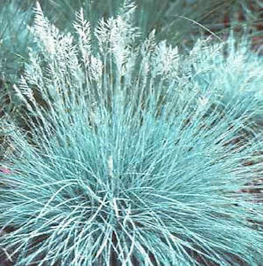 4 Plants Blue Fescue Dwarf Ornamental Grass –– Deer Proof - Perennial ...