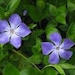 25 Creeping Myrtle/periwinkle-live Ground Cover Plants-bare Root-vinca ...