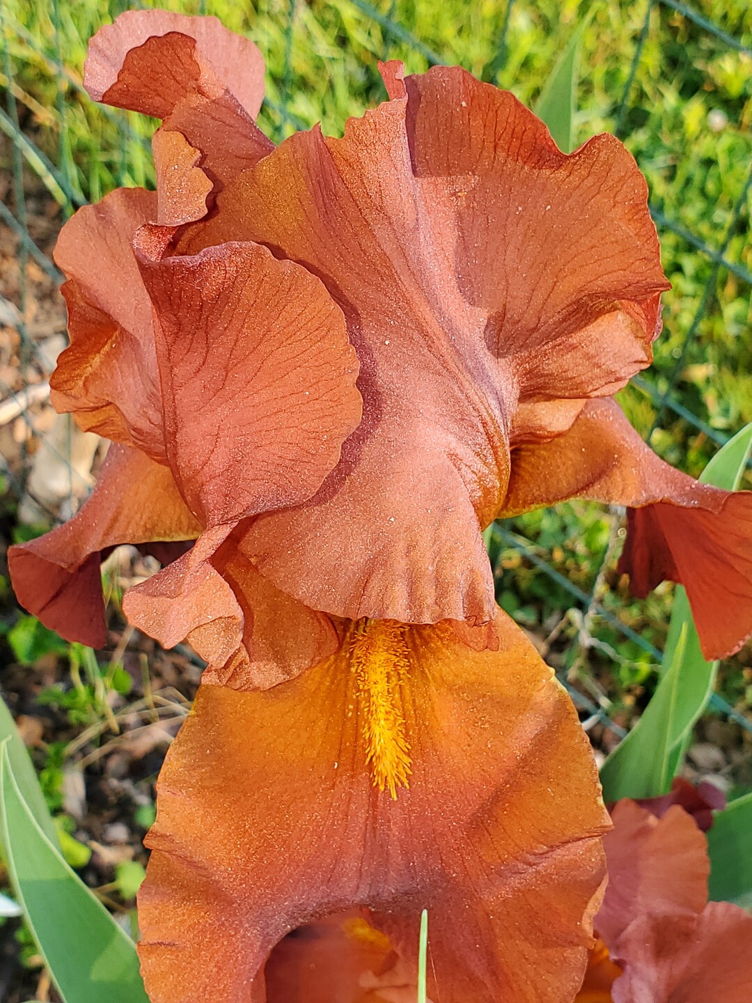 3 TB Iris Plants – Jasper Agate, Mrs. T.A. Williams 1941 TB 34" Copper Red-gold - Etsy