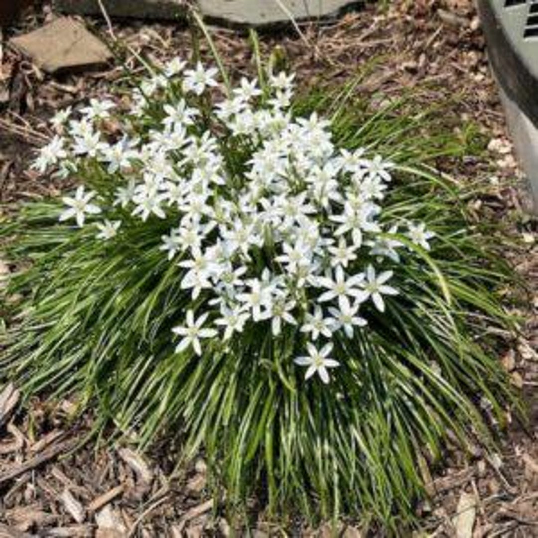 15 Bulbs - Star of Bethlehem ( Ornithogalum Umbetallum ) - Flower April ...