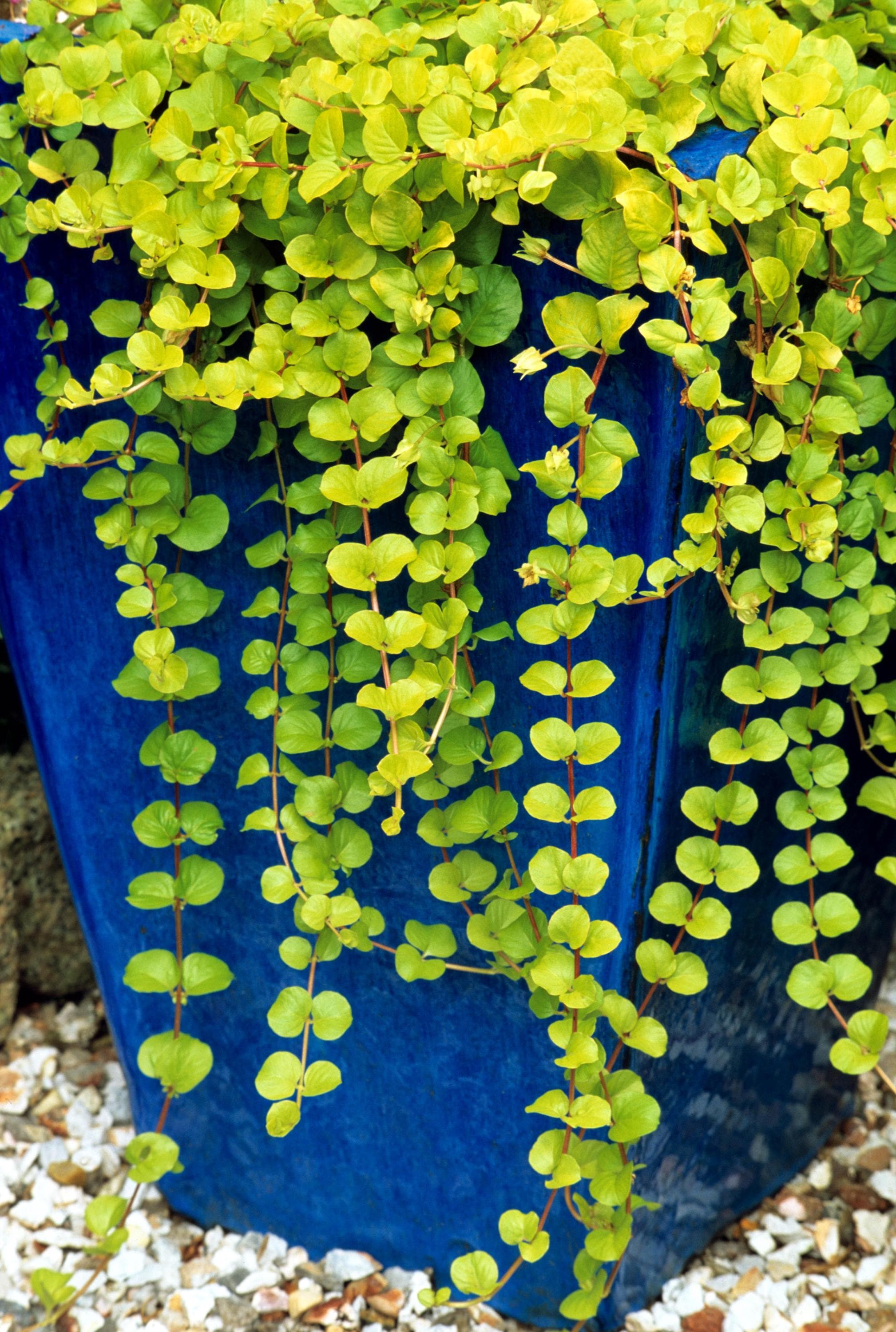 7 Plants Golden Creeping Jenny - Great for Baskets - Ground Cover ...