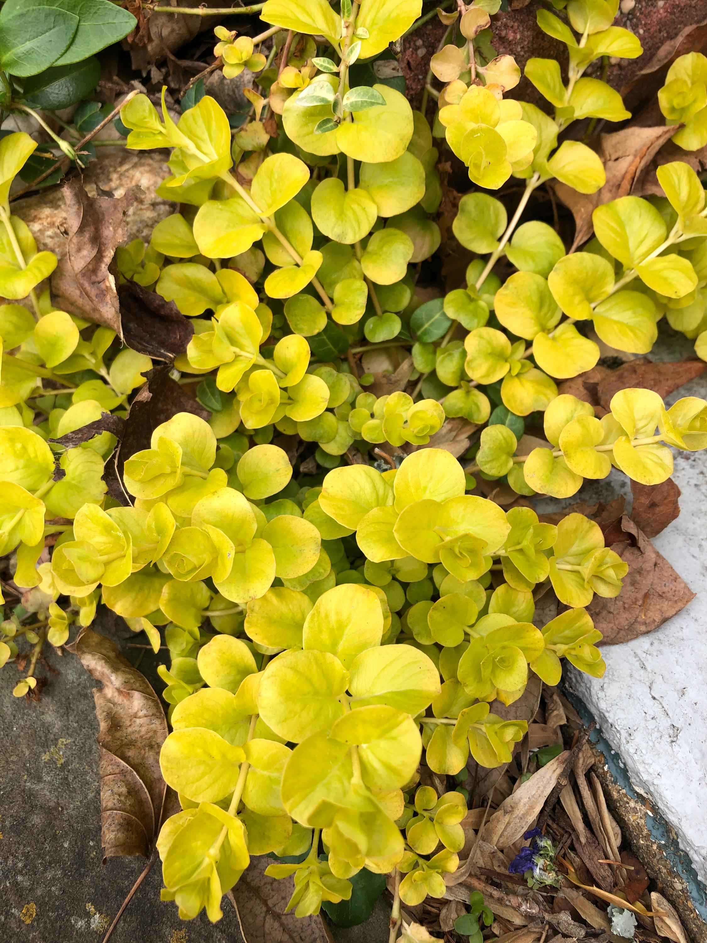 7 Plants Golden Creeping Jenny - Great for Baskets - Ground Cover ...