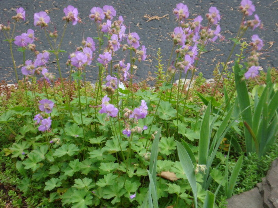 6 Plants Miniature Hardy Geranium for Shade – VERY RARE - Perennial ...