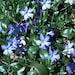 25 Creeping Myrtle/periwinkle-live Ground Cover Plants-bare Root-vinca ...