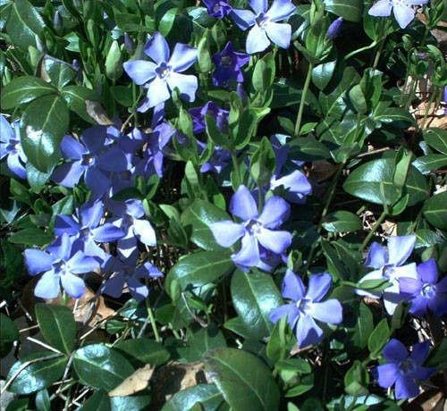 25 Creeping Myrtle/periwinkle-live Ground Cover Plants-bare Root-vinca ...