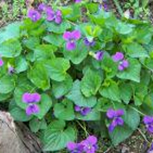Wild Violet Seeds - Etsy