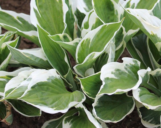 8 Patriot Hosta Plants for Shade Perennial - Etsy
