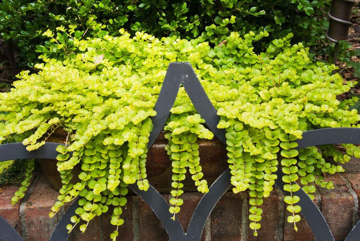7 Plants Golden Creeping Jenny - Great for Baskets - Ground Cover ...