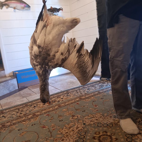 Goose Taxidermy - Etsy