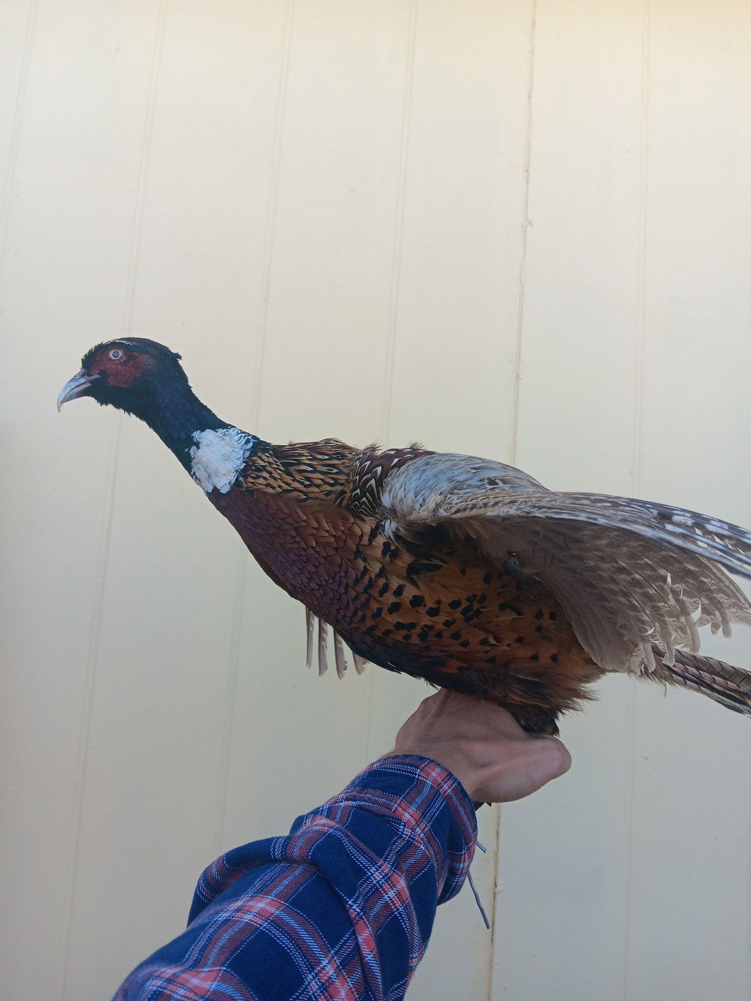 Pheasant Taxidermy Mount - Etsy