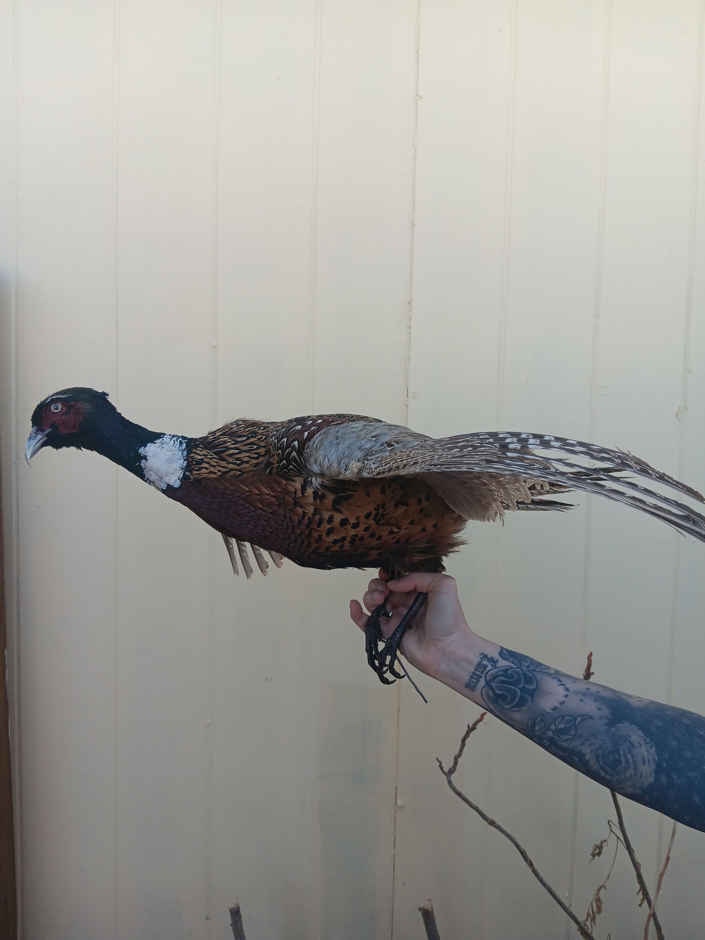 Pheasant Taxidermy Mount - Etsy
