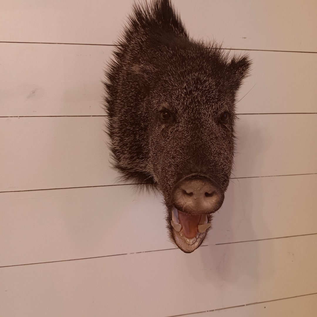 Javelina Taxidermy Head Mount, Cabin,mancave,studio,art,decor - Etsy