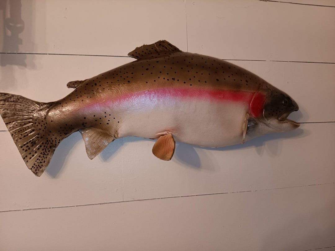 Rainbow Trout Reproduction Mount 24 Inches Huge Trophy Fish ,taxidermy ...