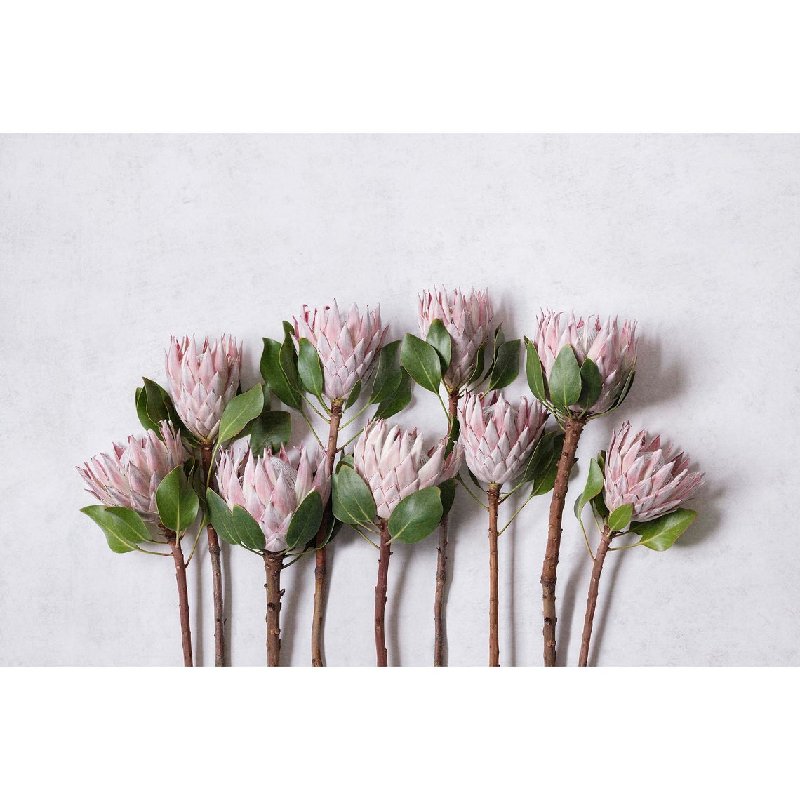 Large King Protea Wall Art Print, Protea Entryway Wall Art, Protea ...