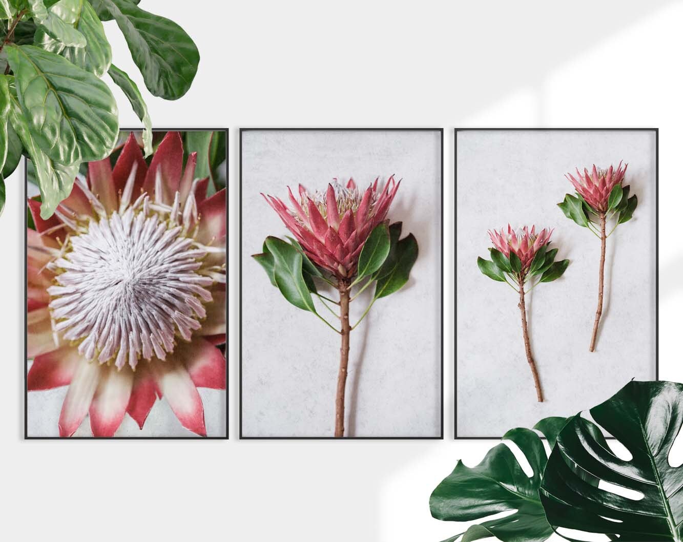 Madiba King Protea Wall Art Print Set of 3, Red King Protea Prints ...