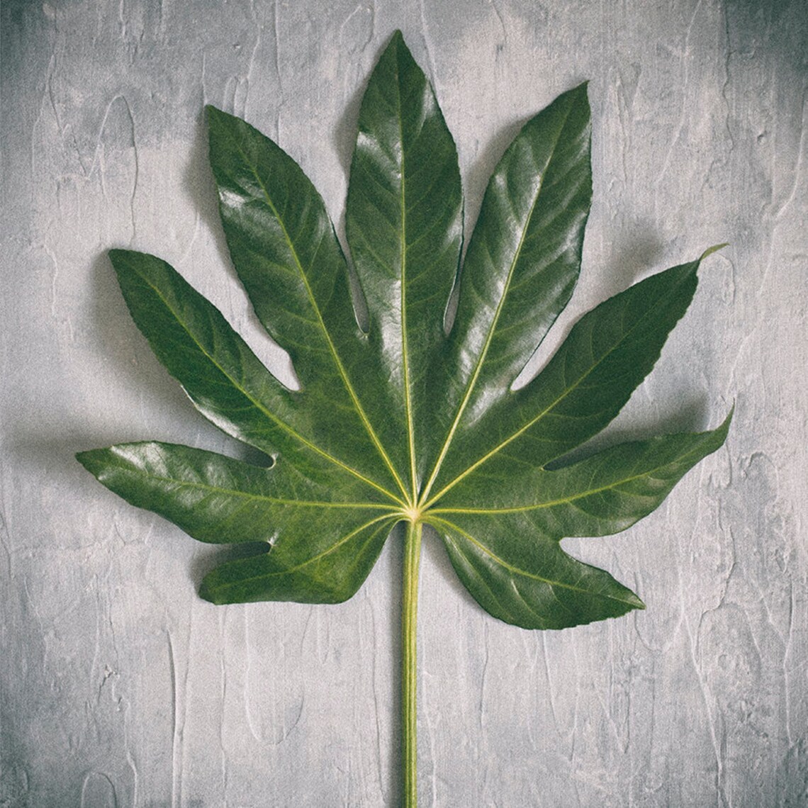 Greenery Print Set, Square Print Set of 2, Leaf Print Set, Botanical ...