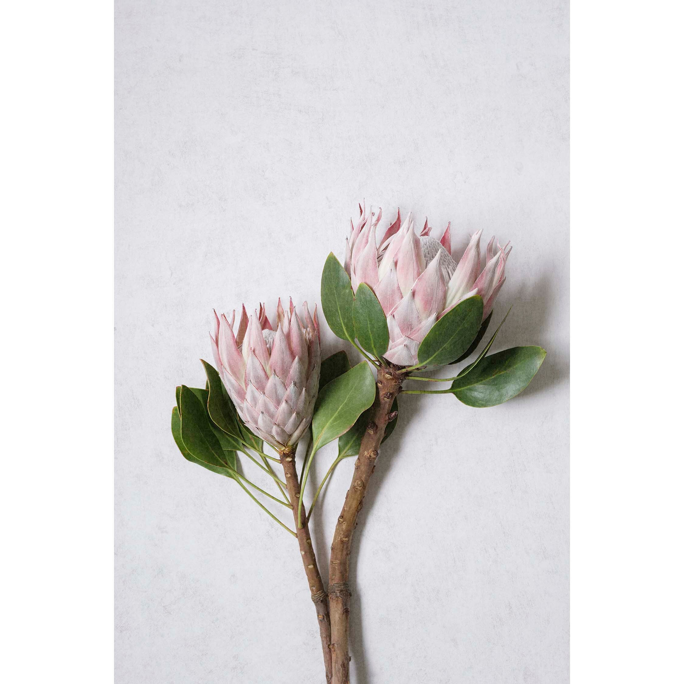 King Protea Print Set of 3, Blush Pink King Protea Wall Art, Protea ...