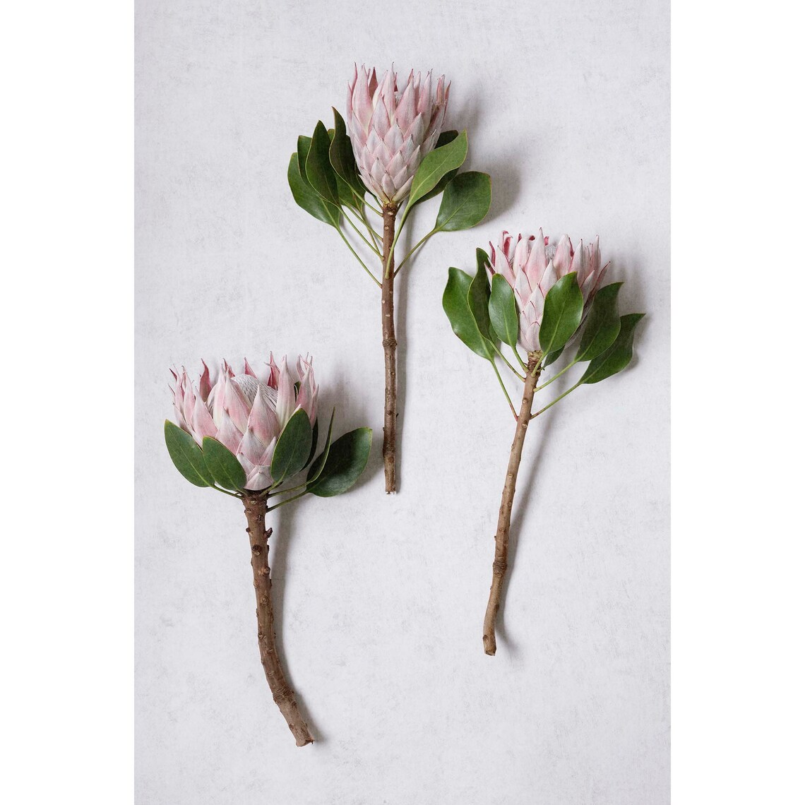 Minimalist Protea Wall Art Prints, King Protea Wall Art, Blush Pink ...
