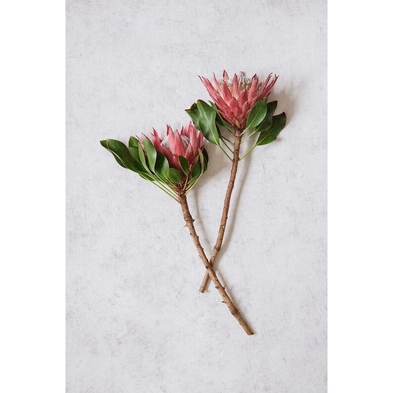 Fynbos Protea Print Set of 3, Red King Protea Prints, Protea Wall Art ...