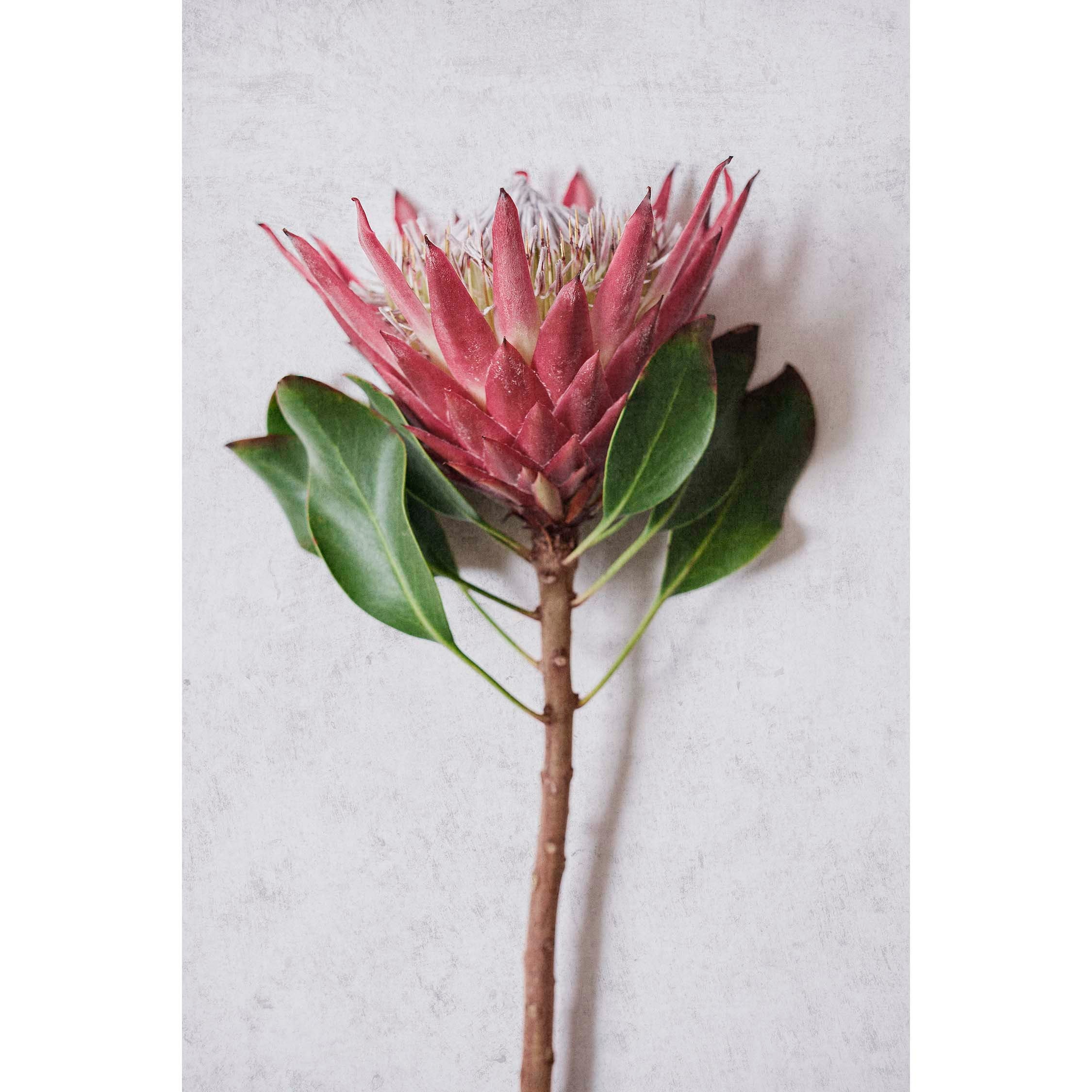 Madiba King Protea Wall Art Print Set of 3, Red King Protea Prints ...