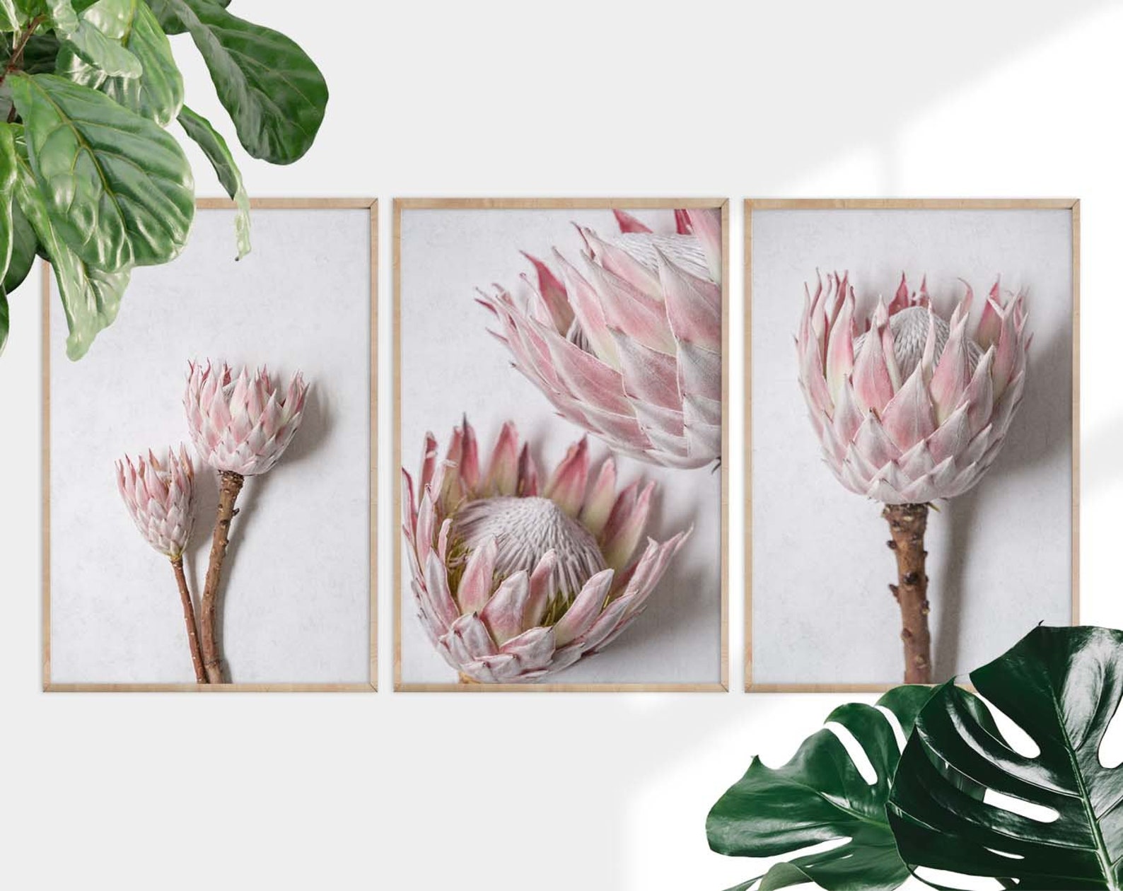 Minimalist King Protea Wall Art Print Set of 3, Pink King Protea Prints ...