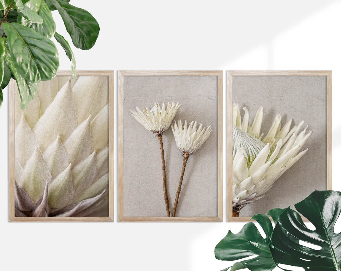 Protea Flower Print Set of 3, Protea Wall Art, Protea Print, Protea ...