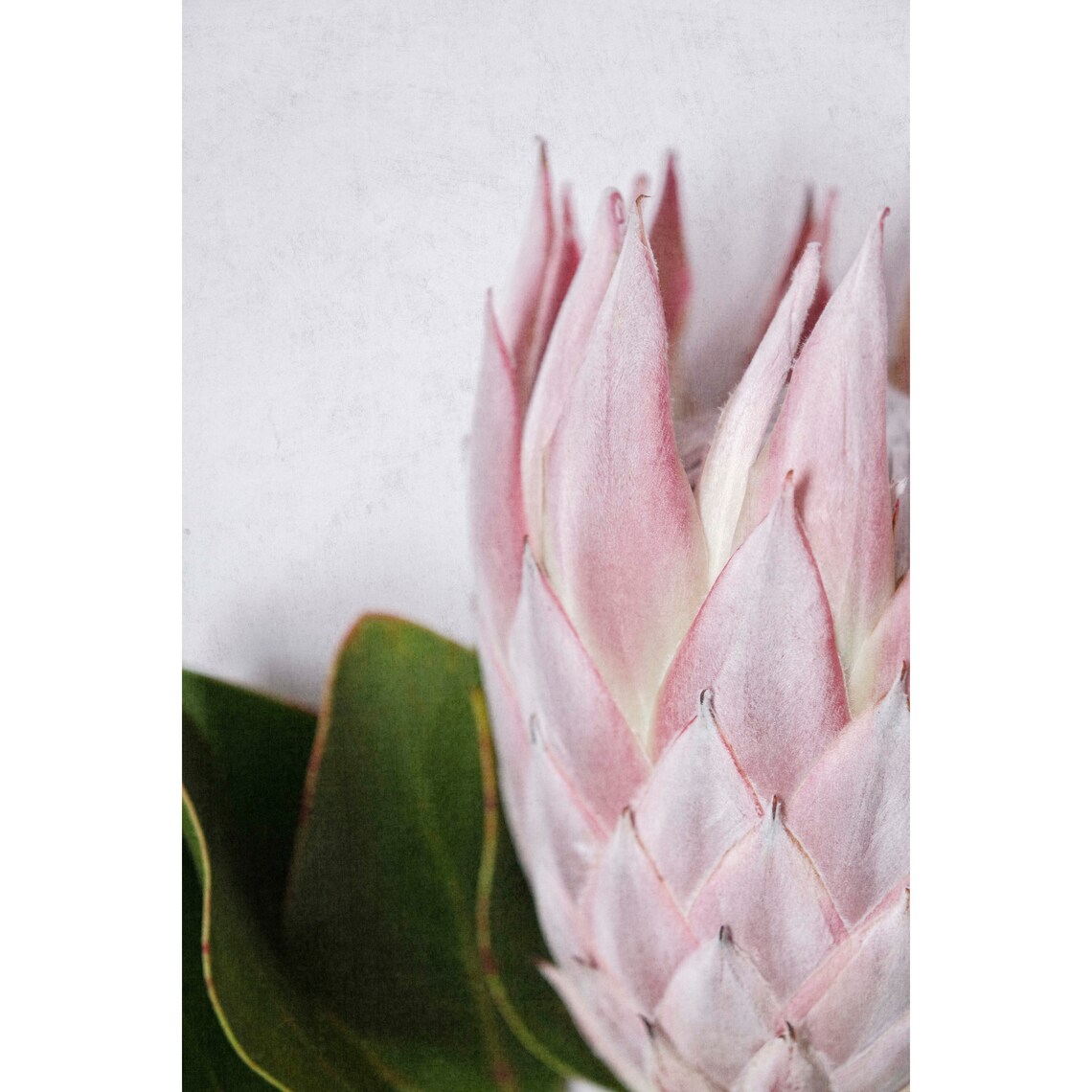 King Protea Print Set of 3, Blush Pink King Protea Wall Art, Protea ...