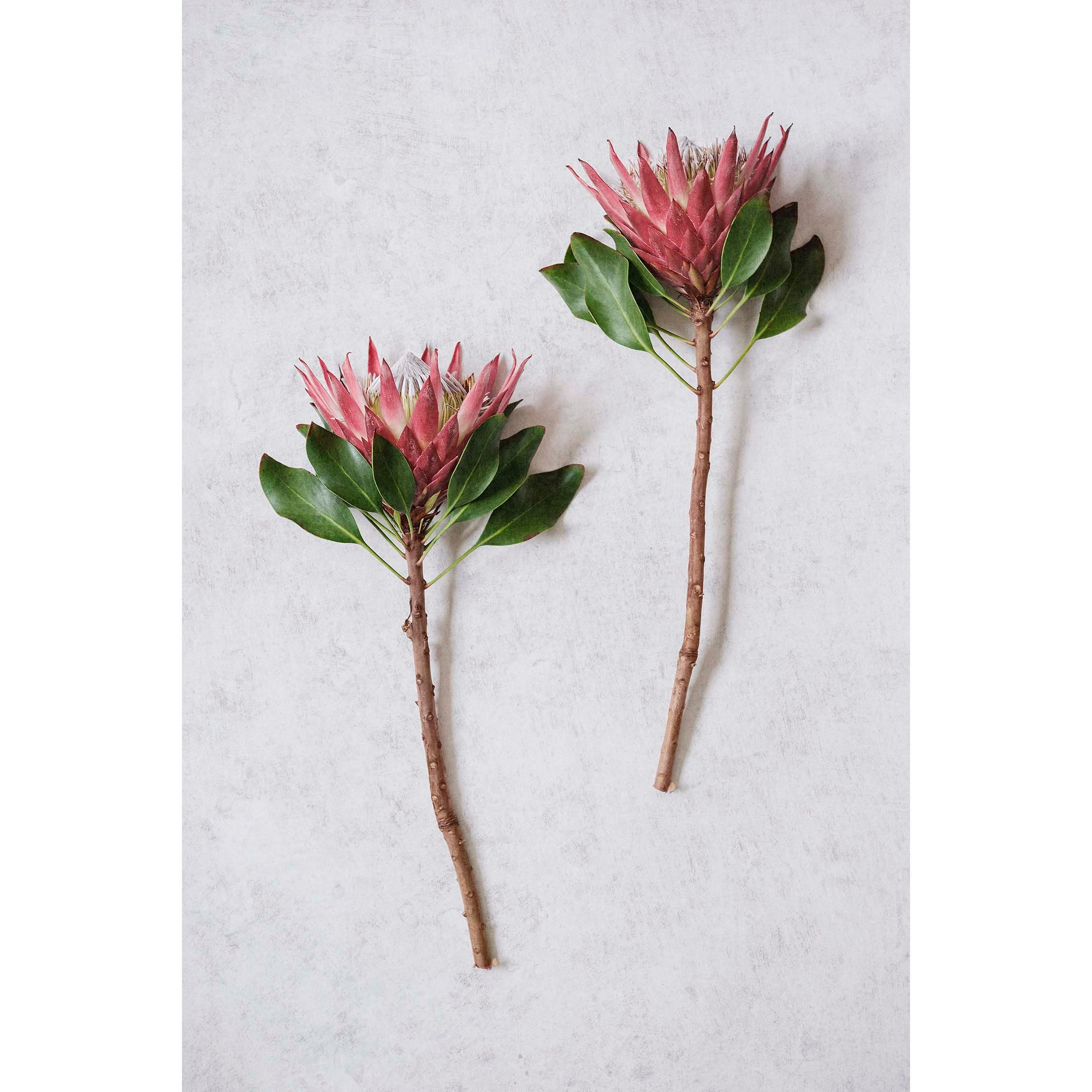 Madiba King Protea Wall Art Print Set of 3, Red King Protea Prints ...