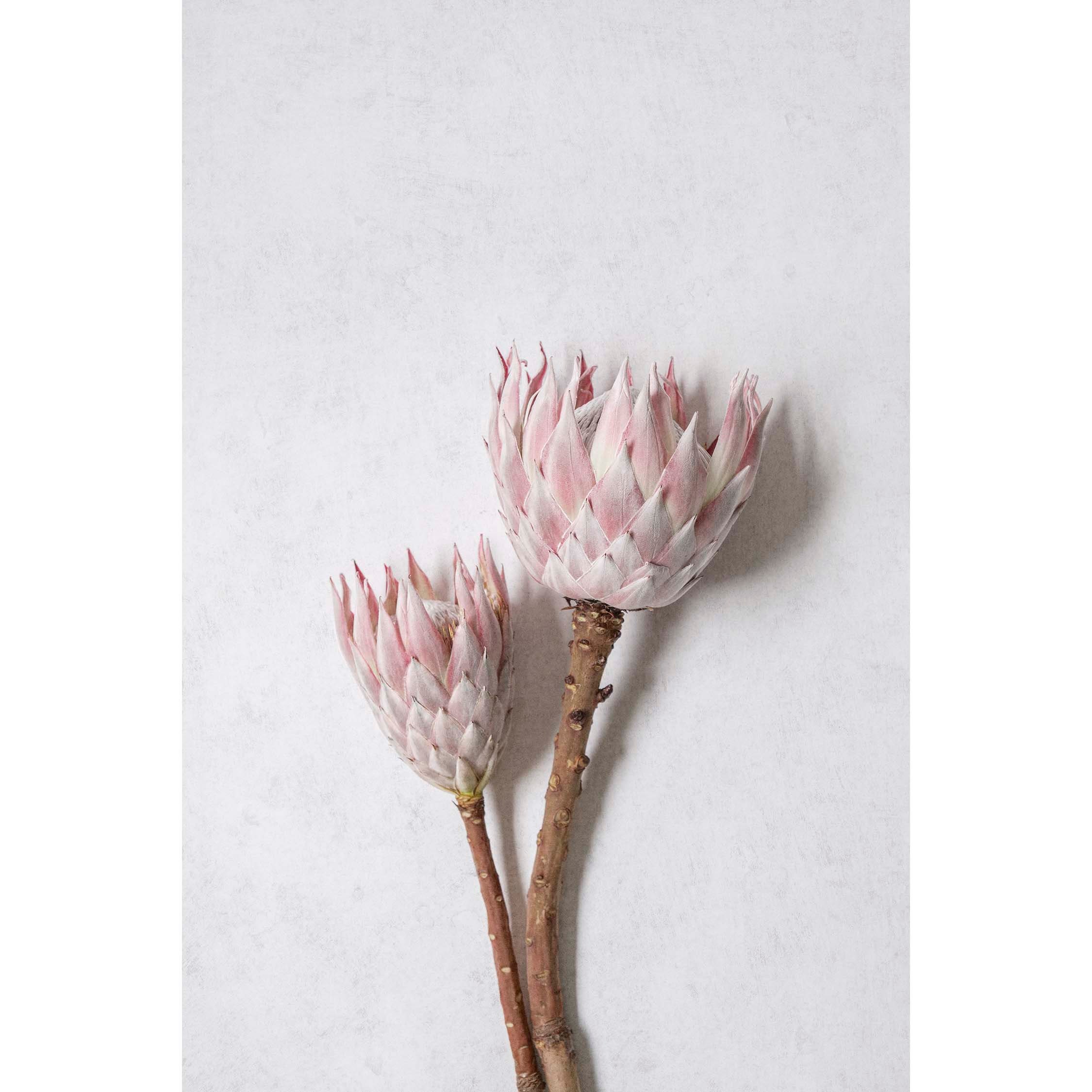 Minimalist King Protea Wall Art Print Set of 3, Pink King Protea Prints ...