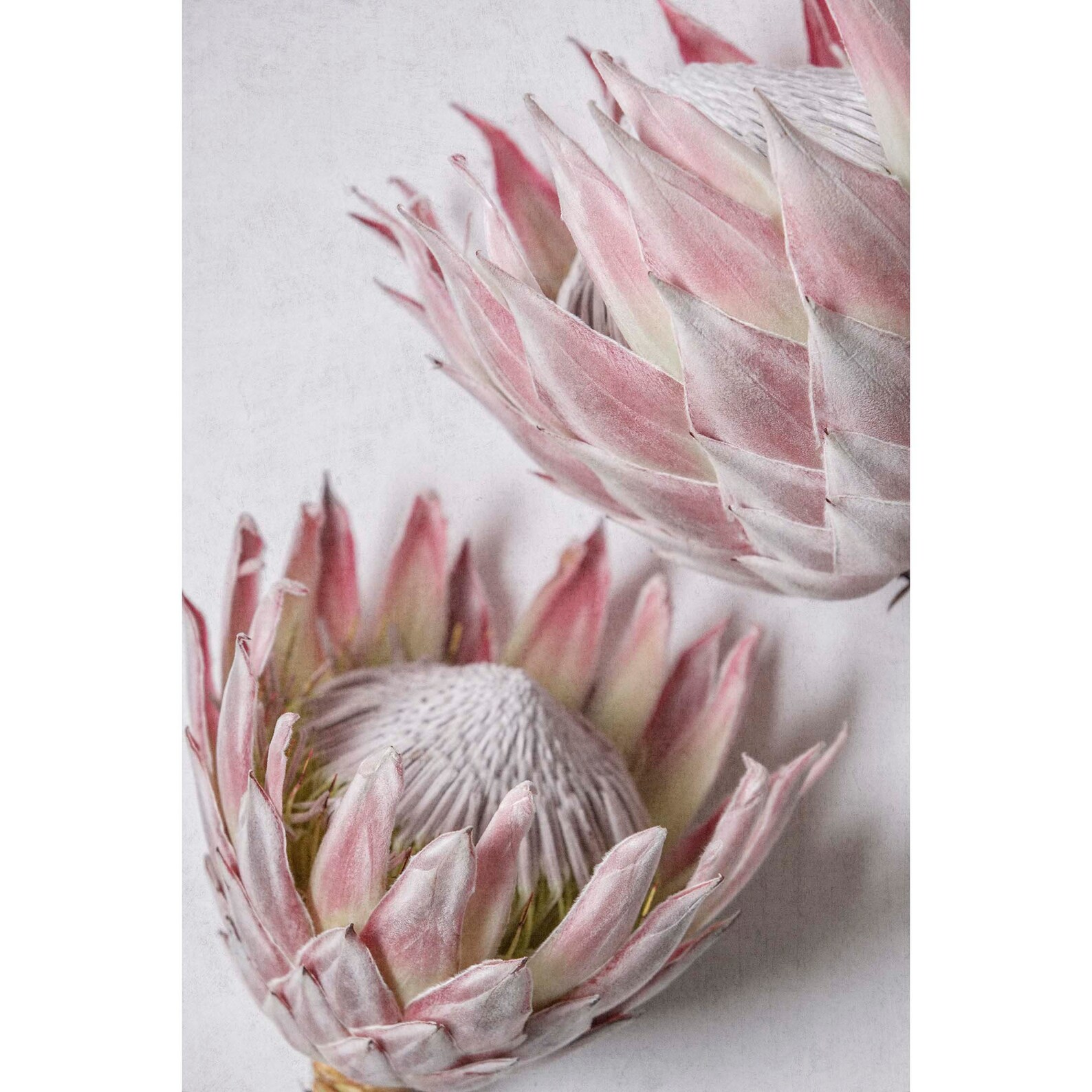 Minimalist King Protea Wall Art Print Set of 3, Pink King Protea Prints ...