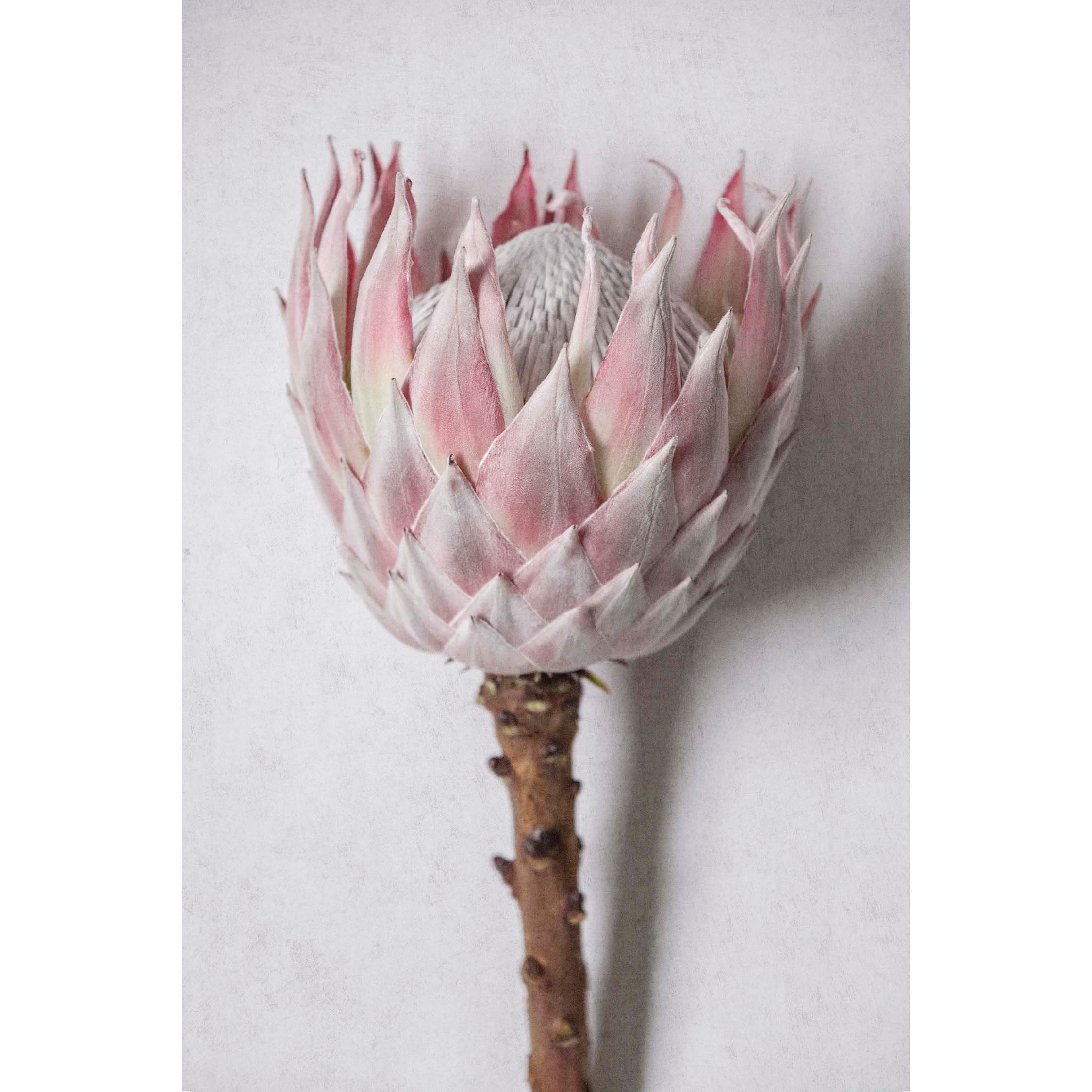 Minimalist King Protea Wall Art Print Set of 3, Pink King Protea Prints ...