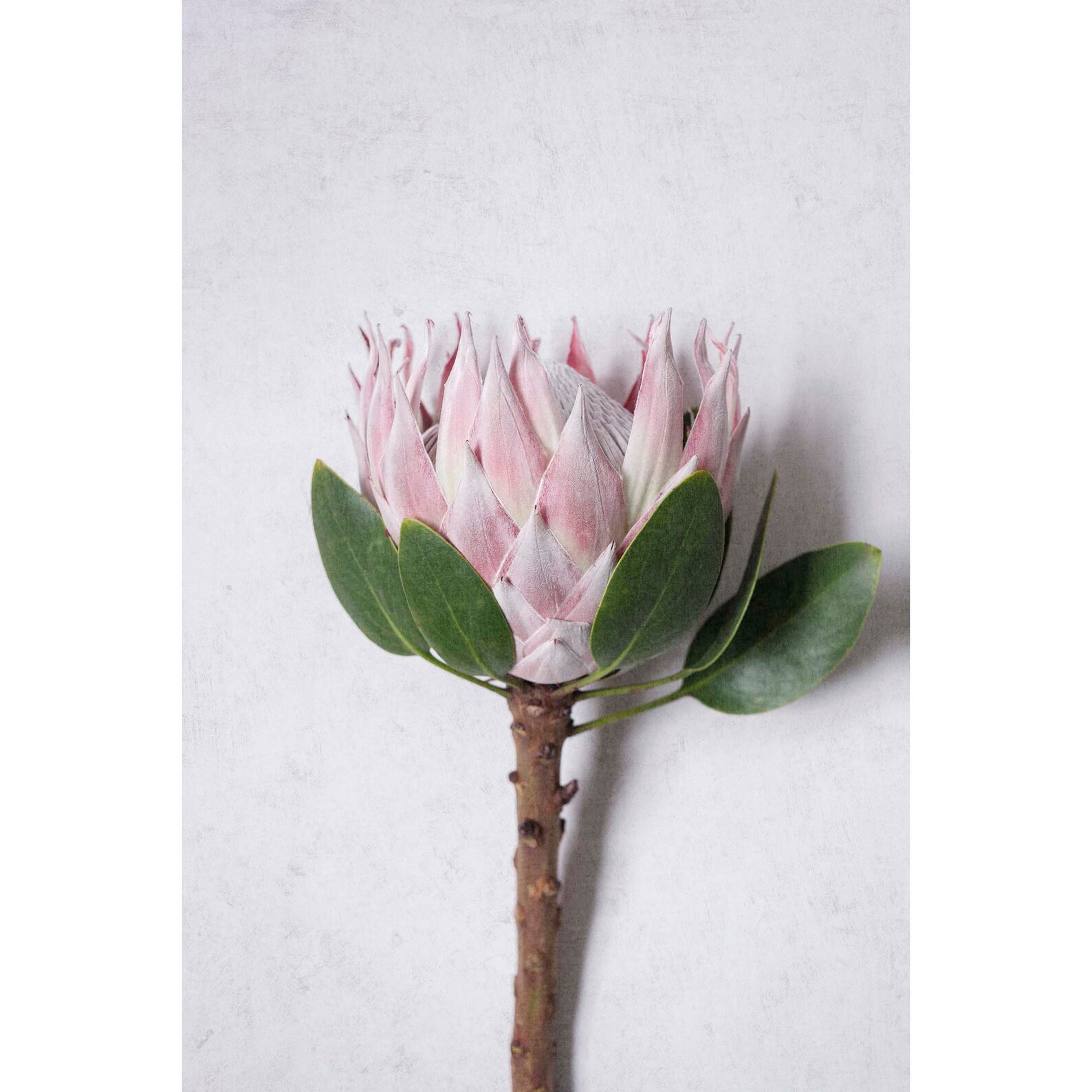 Minimalist Protea Wall Art Prints, King Protea Wall Art, Blush Pink ...