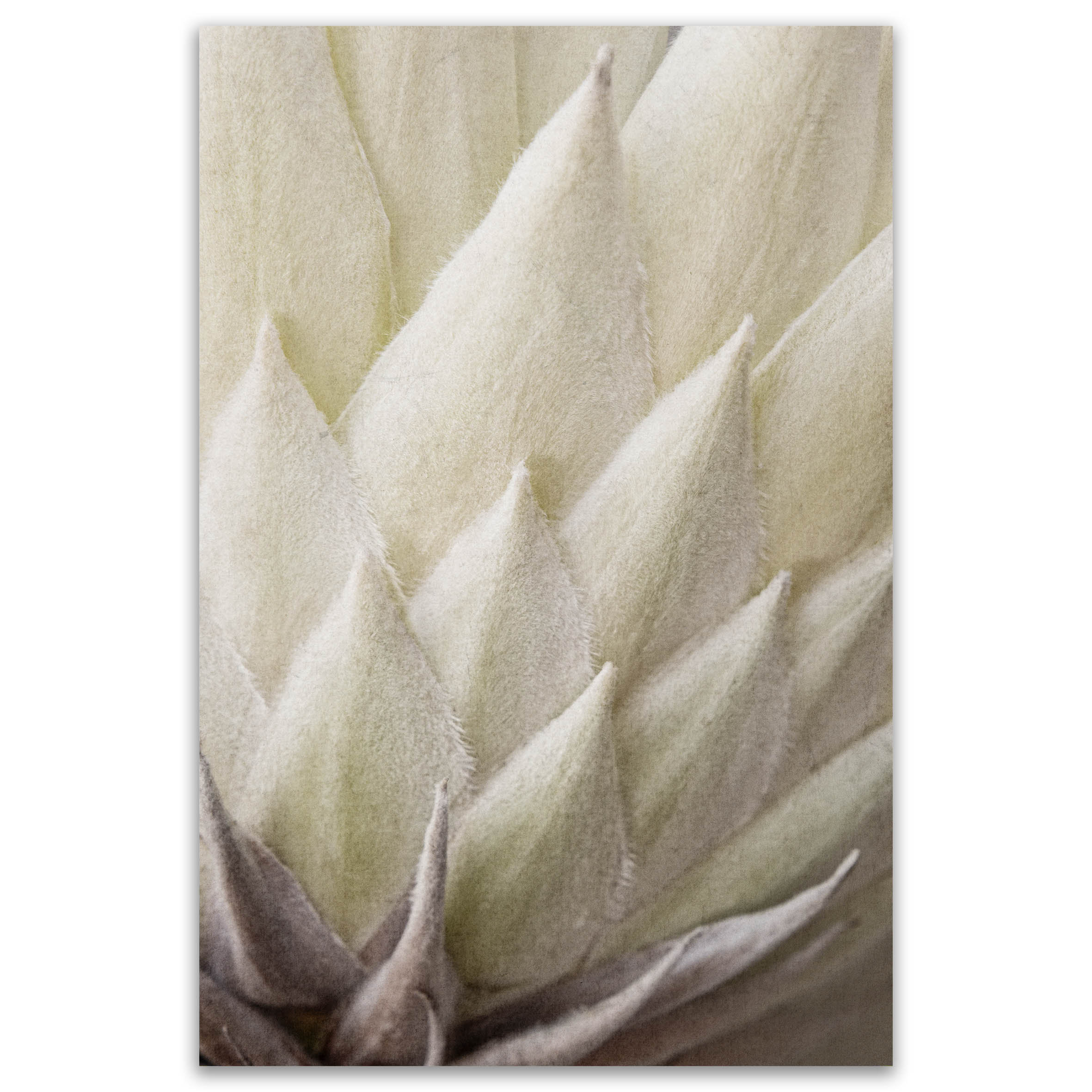 Protea Flower Print Set of 3, Protea Wall Art, Protea Print, Protea ...
