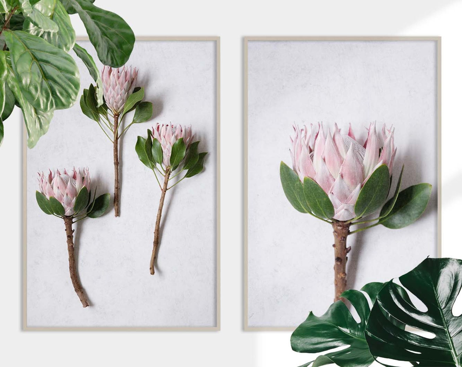 Minimalist Protea Wall Art Prints, King Protea Wall Art, Blush Pink ...