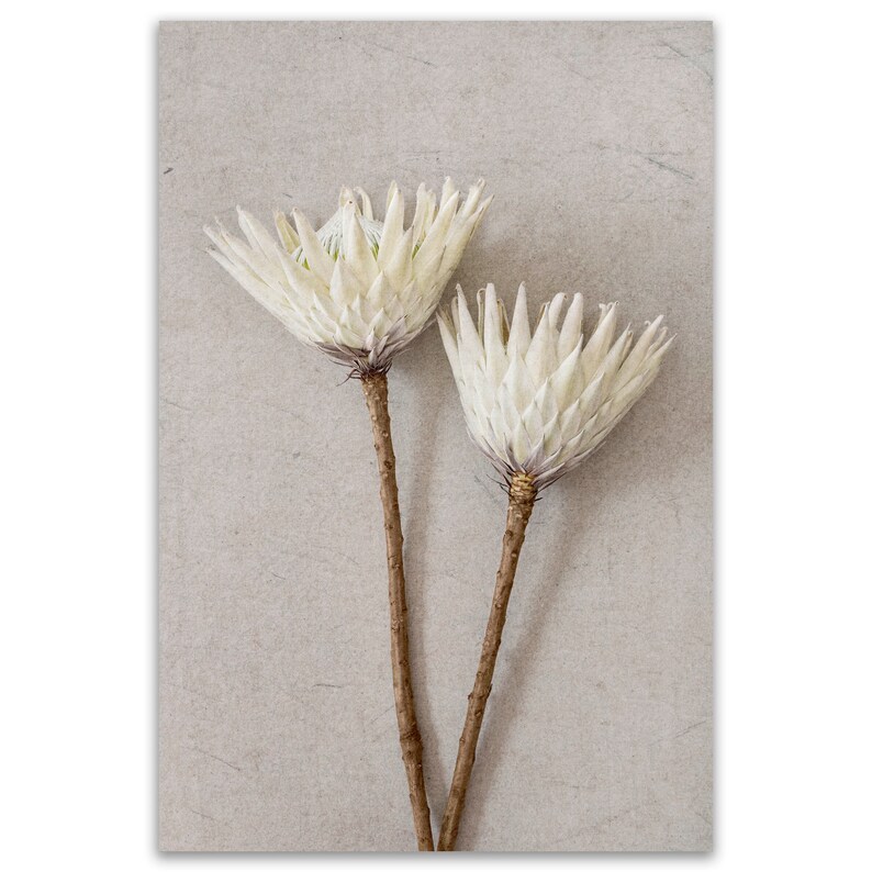 Protea Flower Print Set of 3, Protea Wall Art, Protea Print, Protea ...