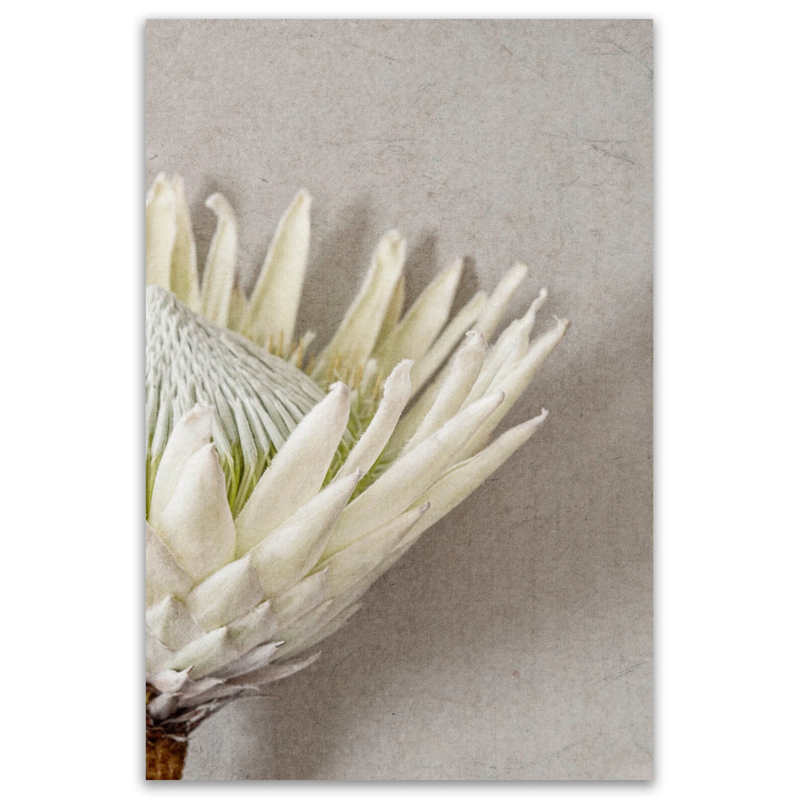 Protea Flower Print Set of 3, Protea Wall Art, Protea Print, Protea ...