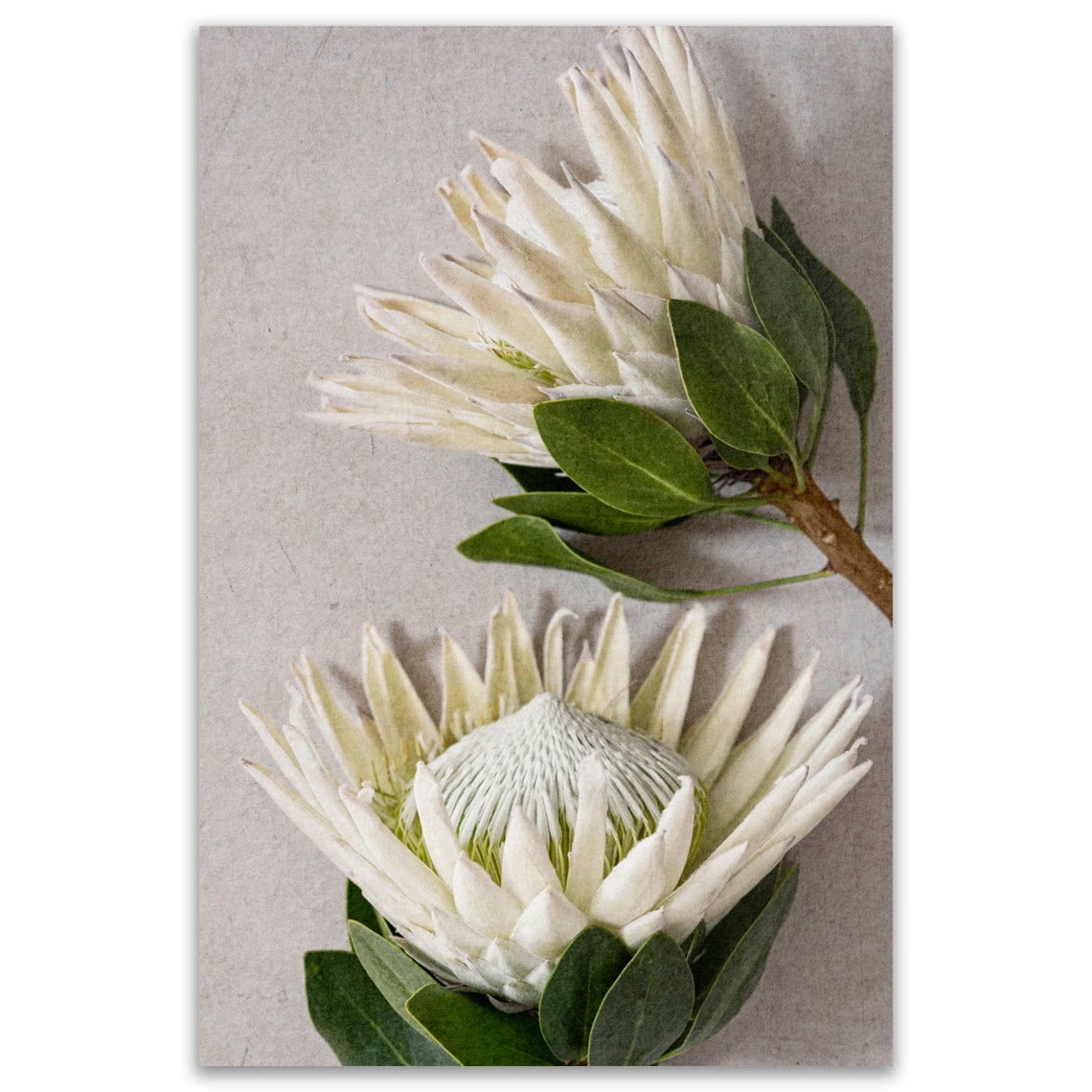White King Protea Print Set of 3 Protea Wall Art Protea - Etsy