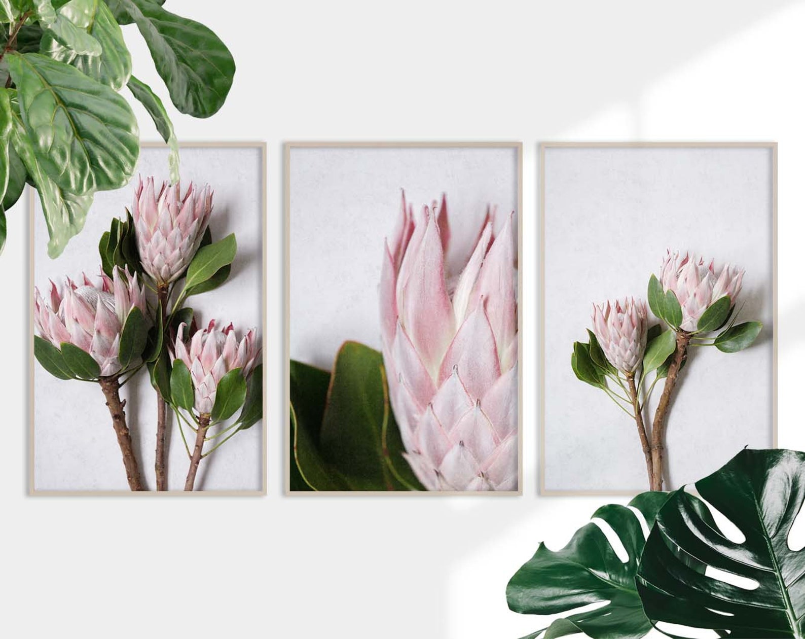 King Protea Print Set of 3, Blush Pink King Protea Wall Art, Protea ...