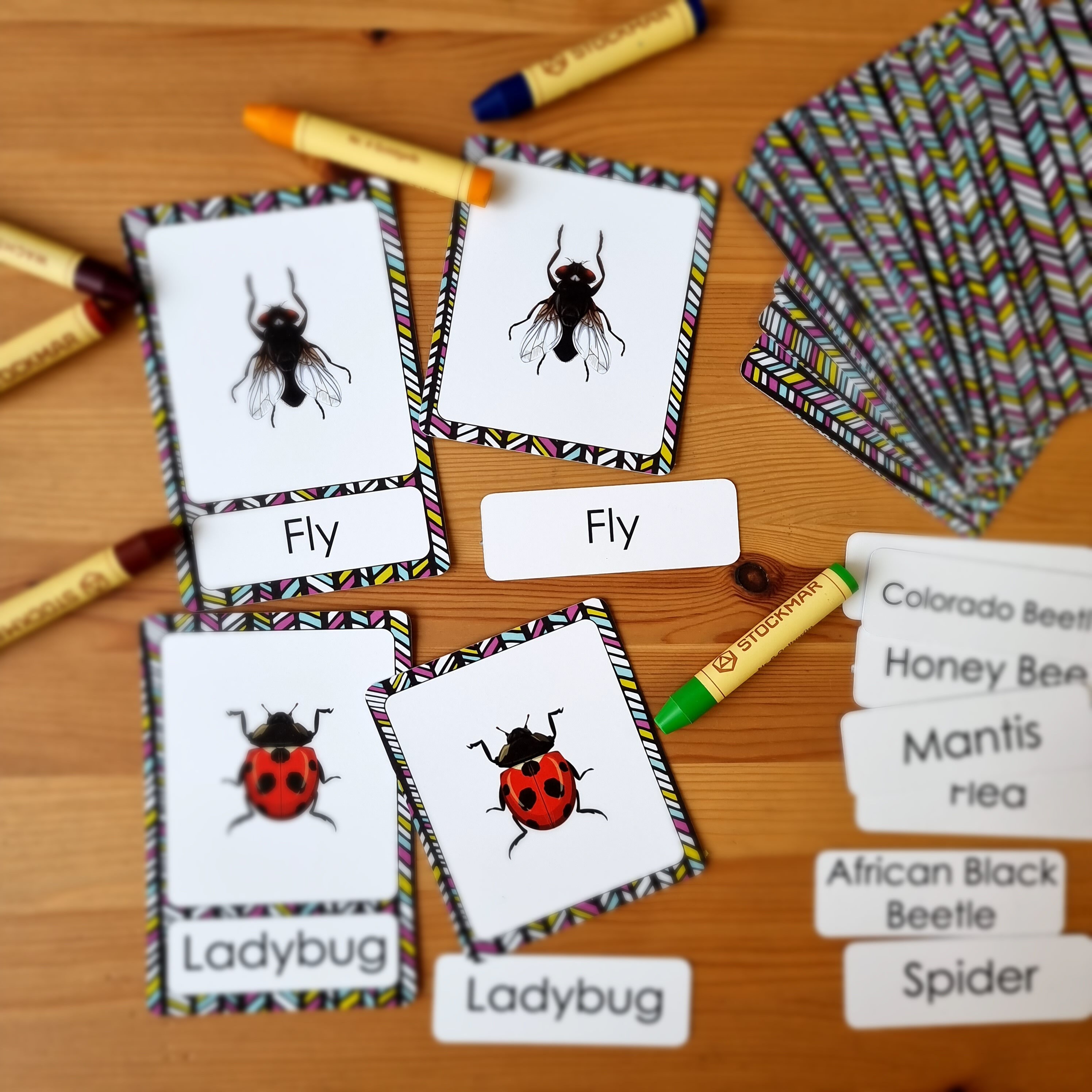 INSECTS Montessori Learning Flashcards, Flash Cards for Kids ...