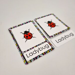 INSECTS Montessori Learning Flashcards, Flash Cards for Kids ...