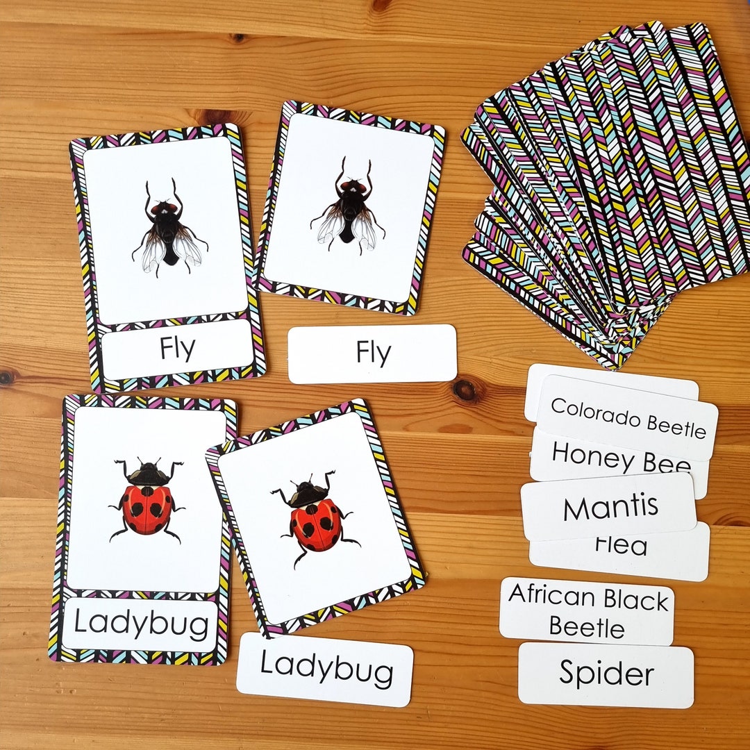 INSECTS Montessori Learning Flashcards, Flash Cards for Kids ...