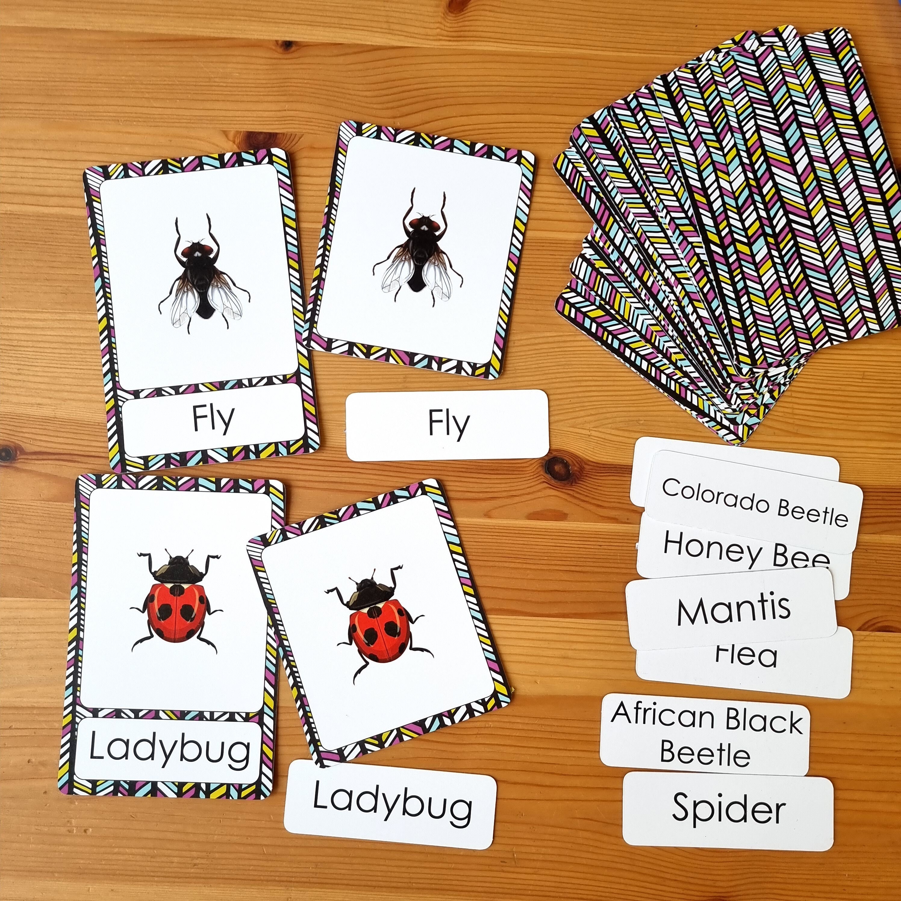 INSECTS Montessori Learning Flashcards, Flash Cards for Kids ...