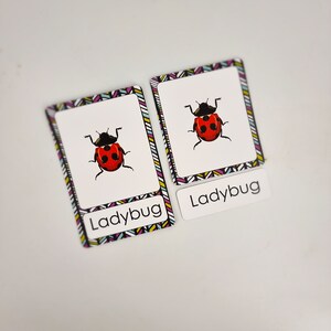 INSECTS Montessori Learning Flashcards, Flash Cards for Kids ...