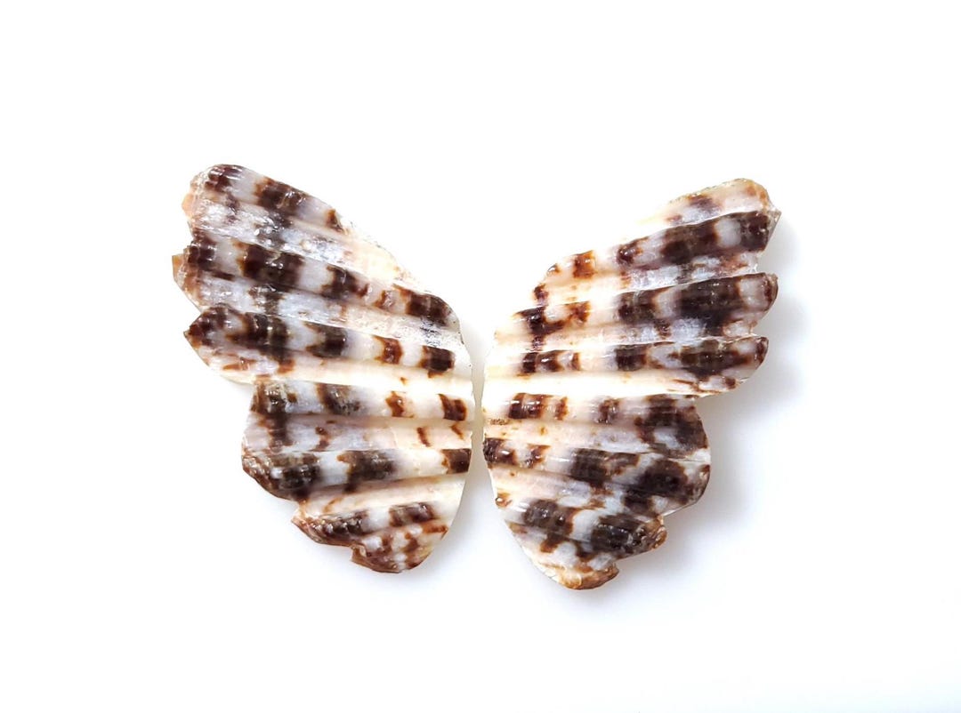 Scallop Shells, Natural Dorset Scallop Shells, Genuine Shells, Large ...