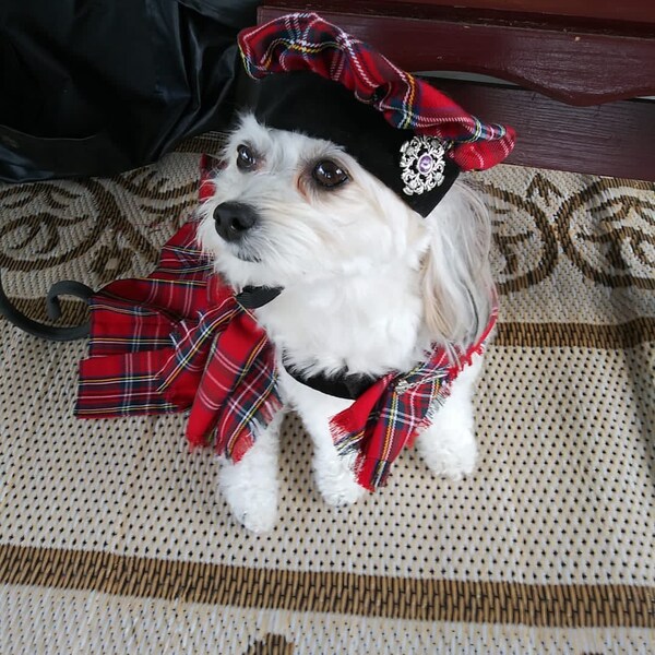 Dog Kilt - Etsy