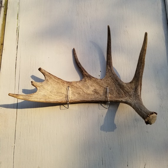 Mounted Moose Antlers